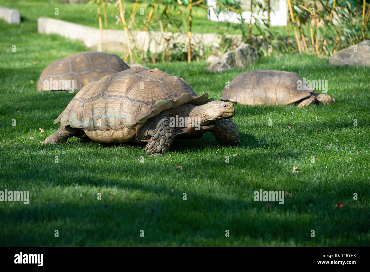 Helmuth turtle hi-res stock photography and images - Alamy