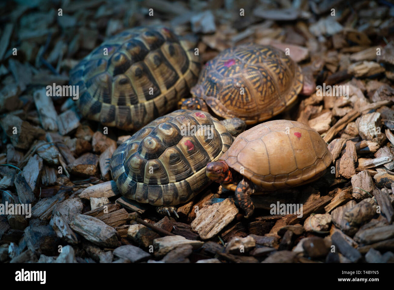 Gelsenkirchen, Deutschland. 11th Apr, 2019. Two Greek tortoises ...