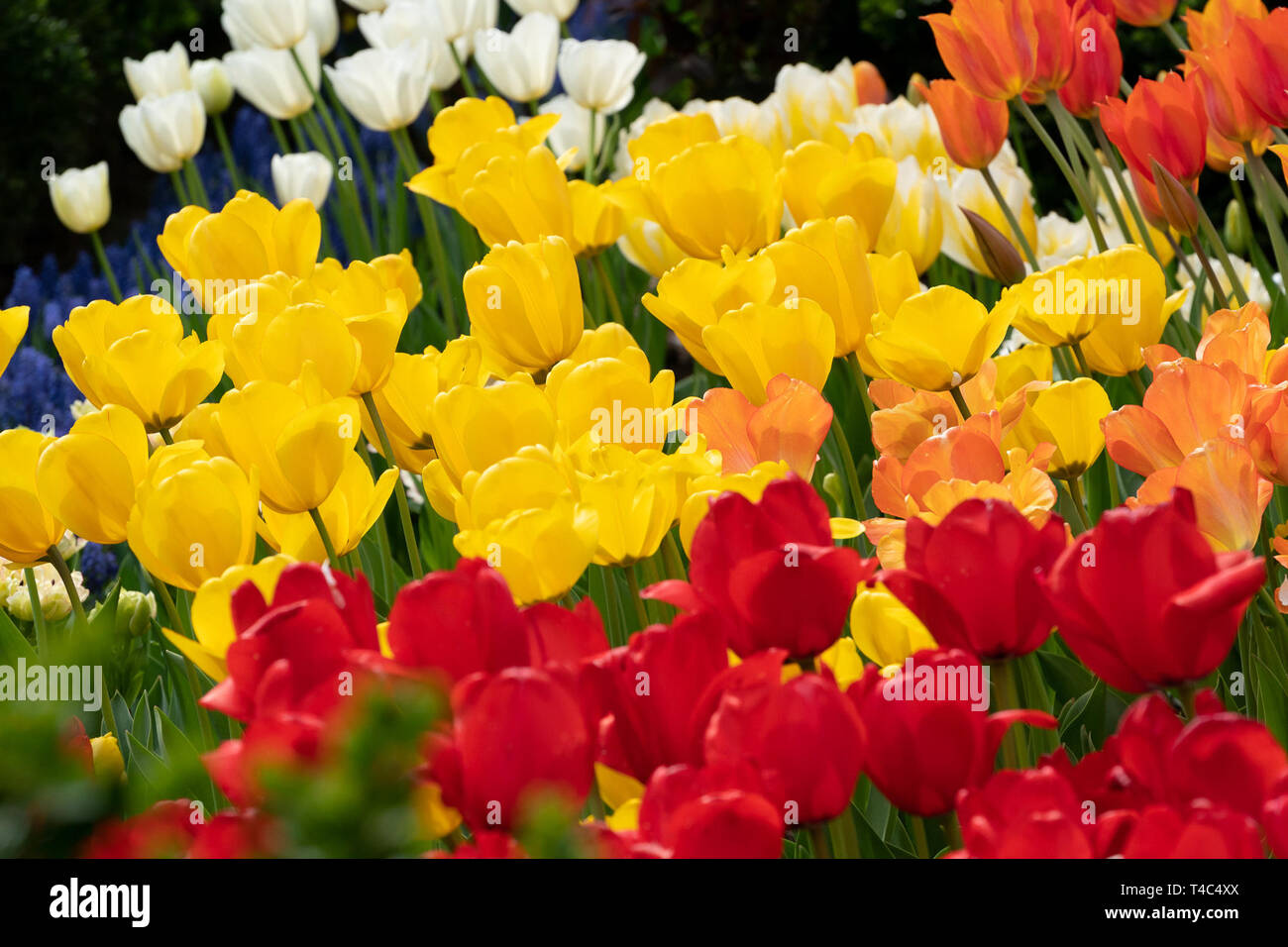 Tulips are seen in bloom Tuesday, April 9, 2019, in the Rose Garden of ...