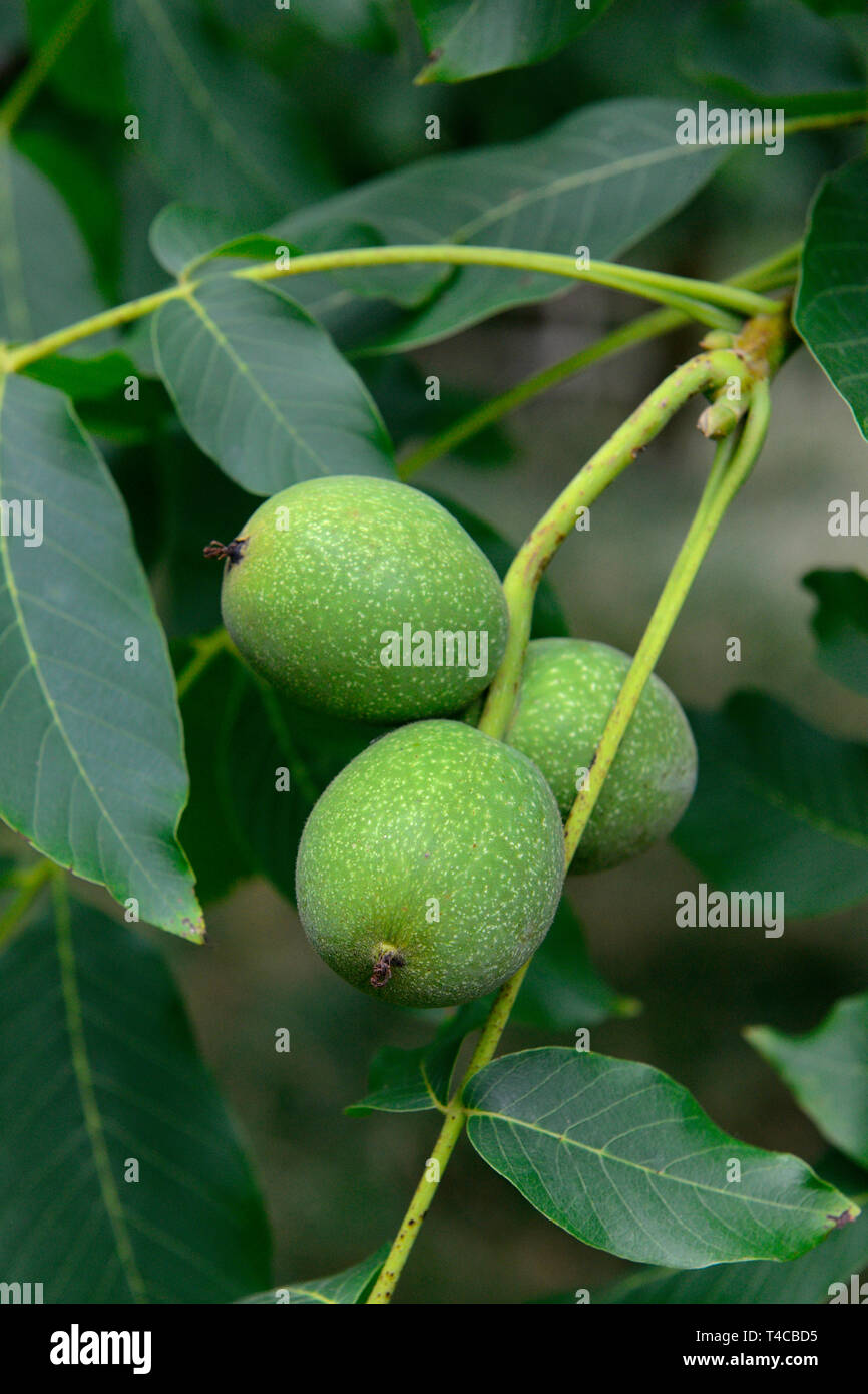 Walnuesse an Baum, Juglans regia Stock Photo - Alamy
