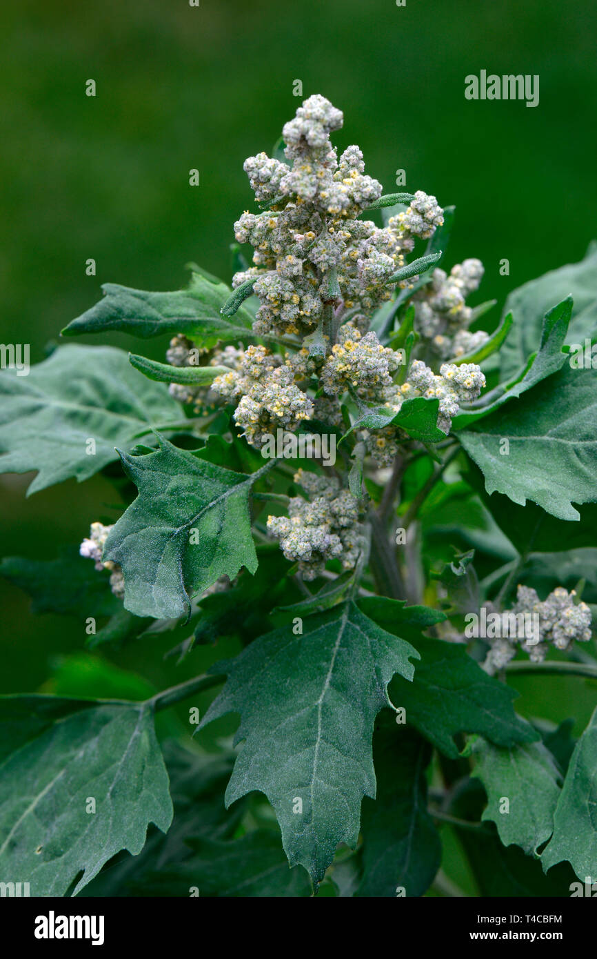 Quinoa plant hi-res stock photography and images - Alamy