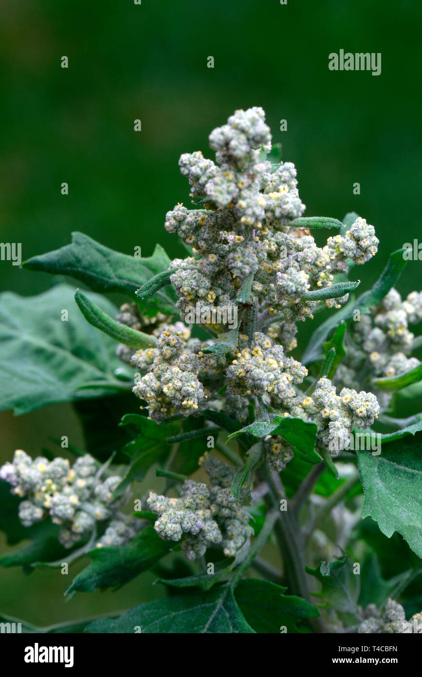 Quinoa plant hi-res stock photography and images - Alamy