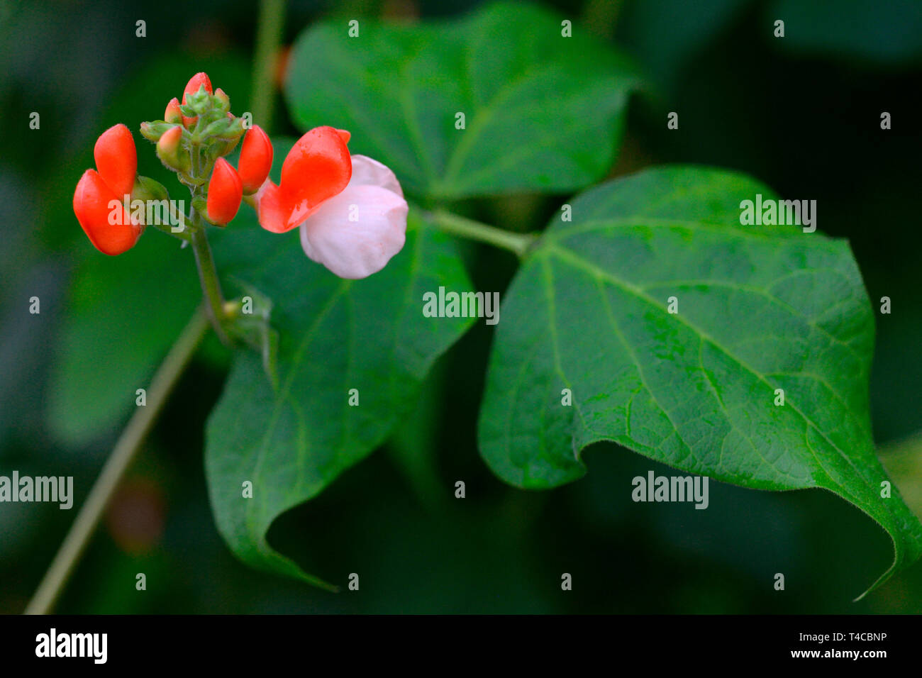 Feuerbohne, Sorte Painted Lady, Phaseolus coccineus Stock Photo - Alamy
