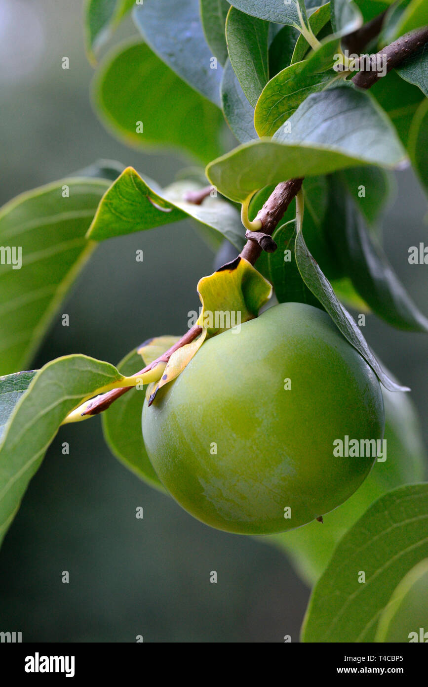 Sharon Fruits High Resolution Stock Photography and Images - Alamy