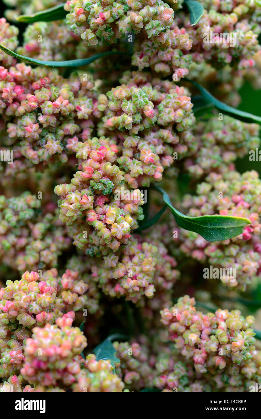 Quinoa Pistillate Flower WSU, BYU Release Three New Quinoa Varieties