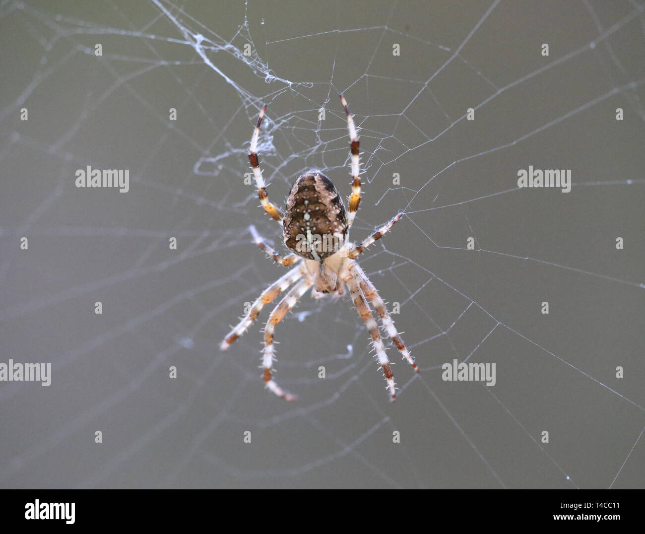 A British garden spider Stock Photo - Alamy