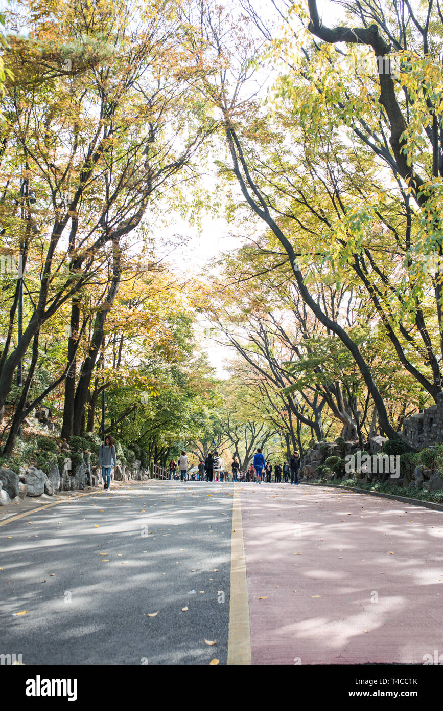 Korean mountain maple leaves hi-res stock photography and images - Alamy