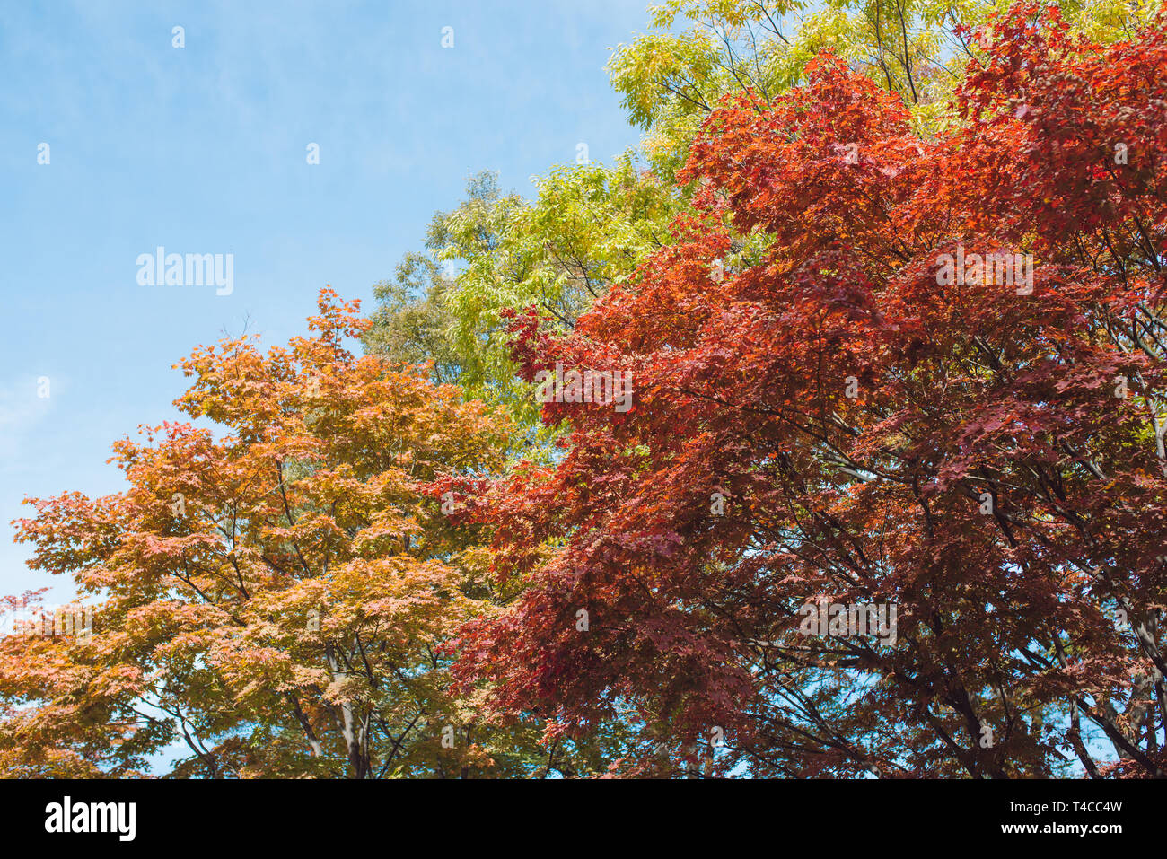 Autumn maple tree mountain in Korea Stock Photo - Alamy