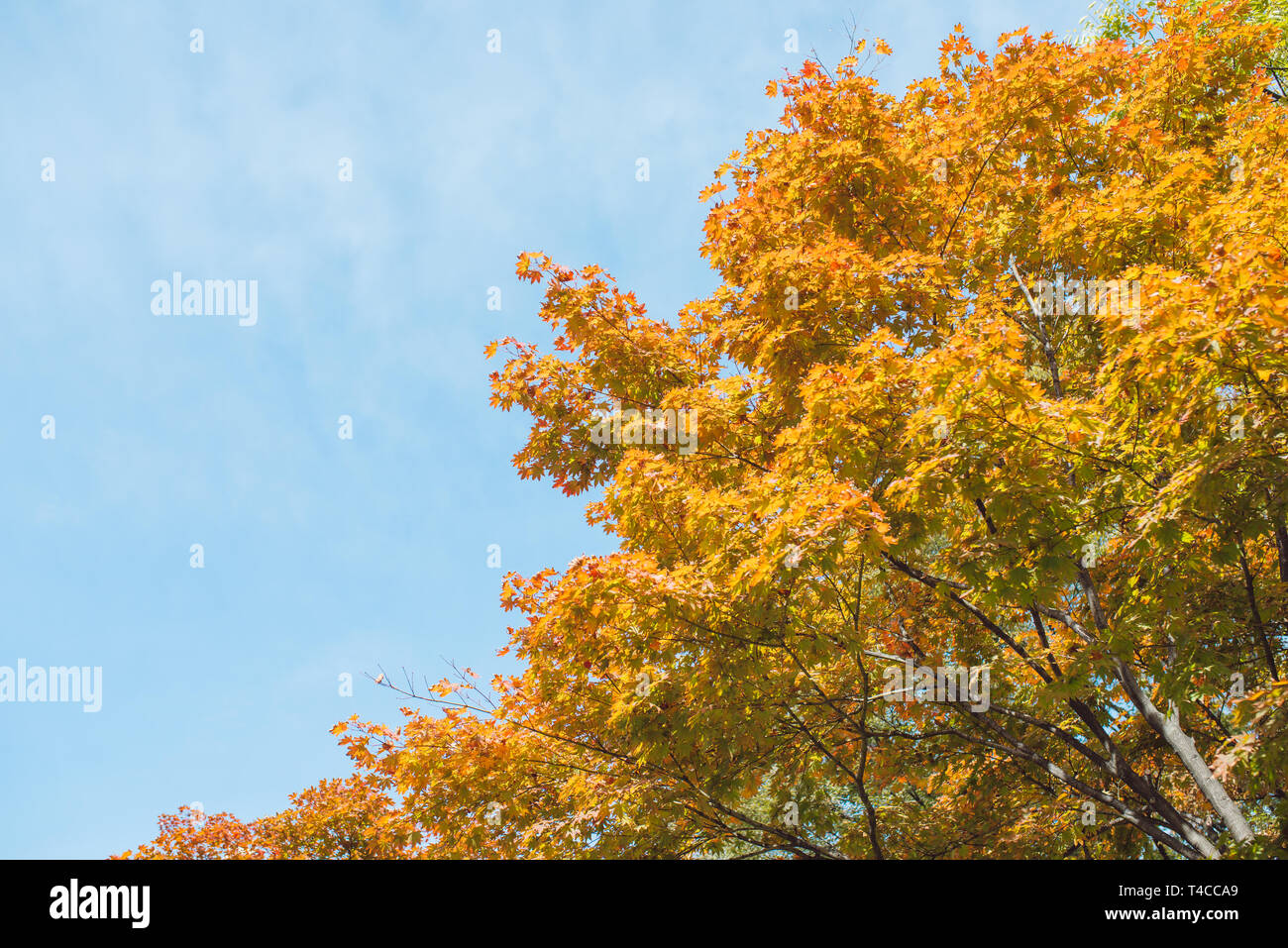 Korean mountain maple leaves hi-res stock photography and images - Alamy
