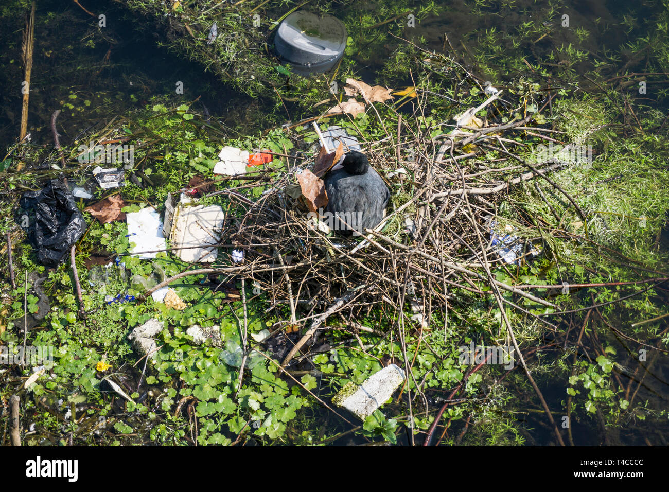 A moor hen on its nest surrounded by plastic waste on a river Stock ...