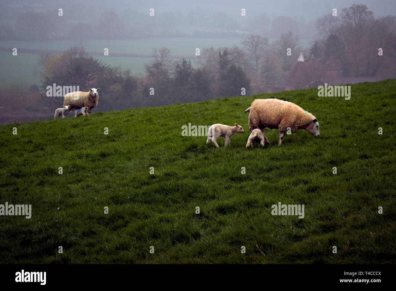 Sheep and lamb in a misty spring field in Kent, England Stock Photo - Alamy