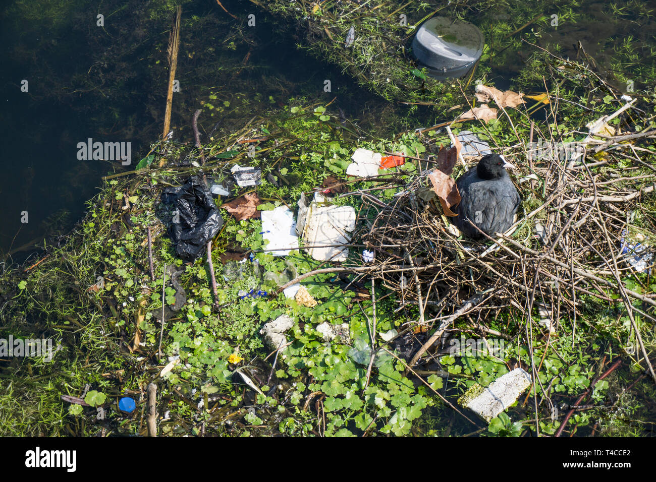 A moor hen on its nest surrounded by plastic waste on a river Stock ...