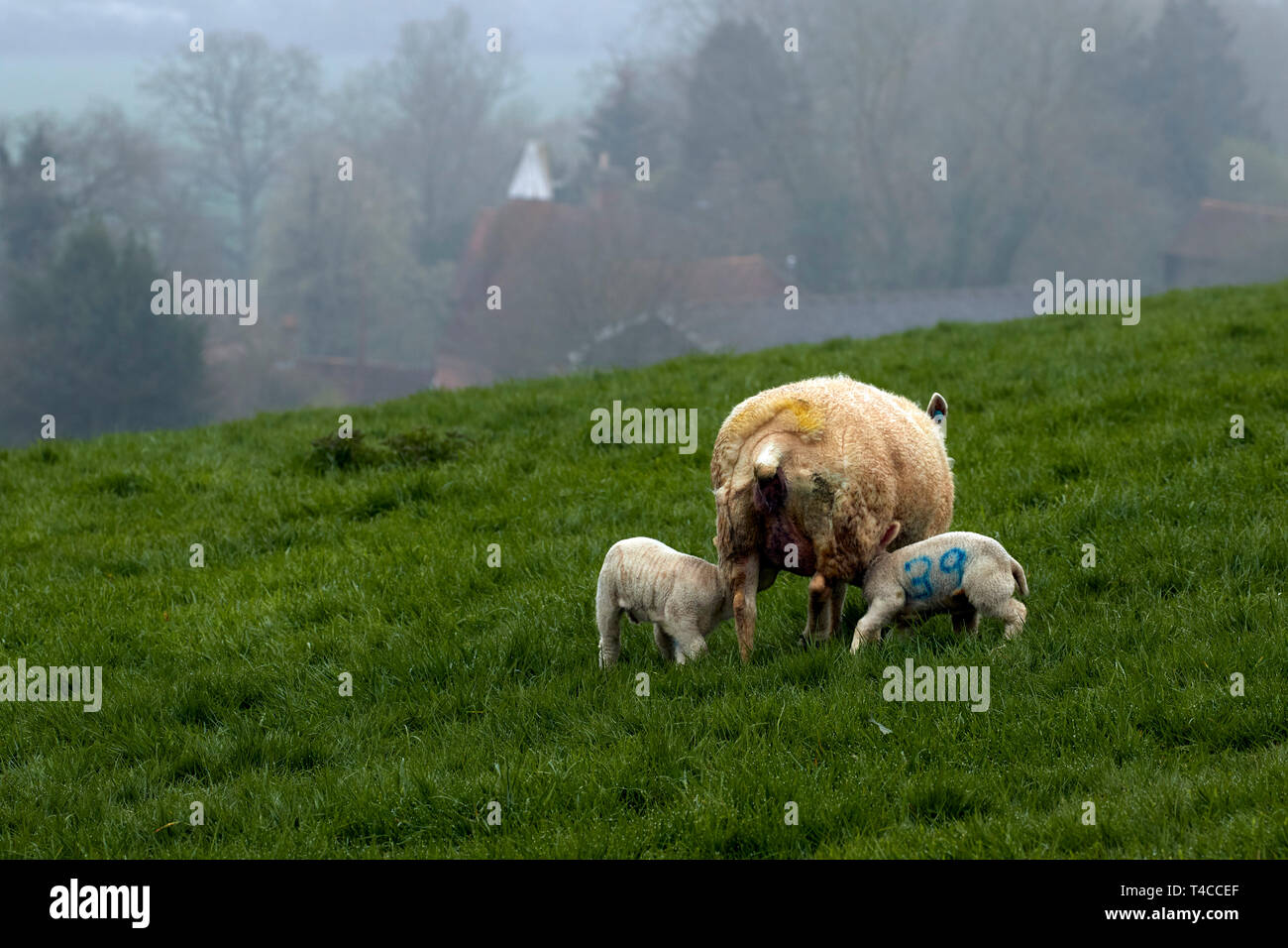Sheep and lamb in a misty spring field in Kent, England Stock Photo - Alamy