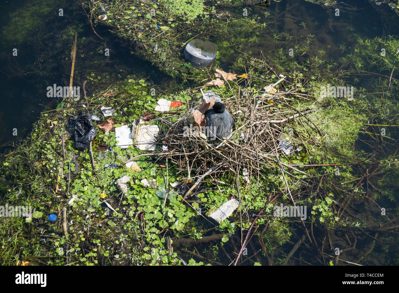 A moor hen on its nest surrounded by plastic waste on a river Stock ...