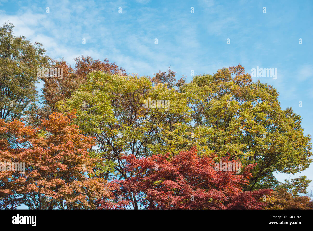 Korean mountain maple leaves hi-res stock photography and images - Alamy