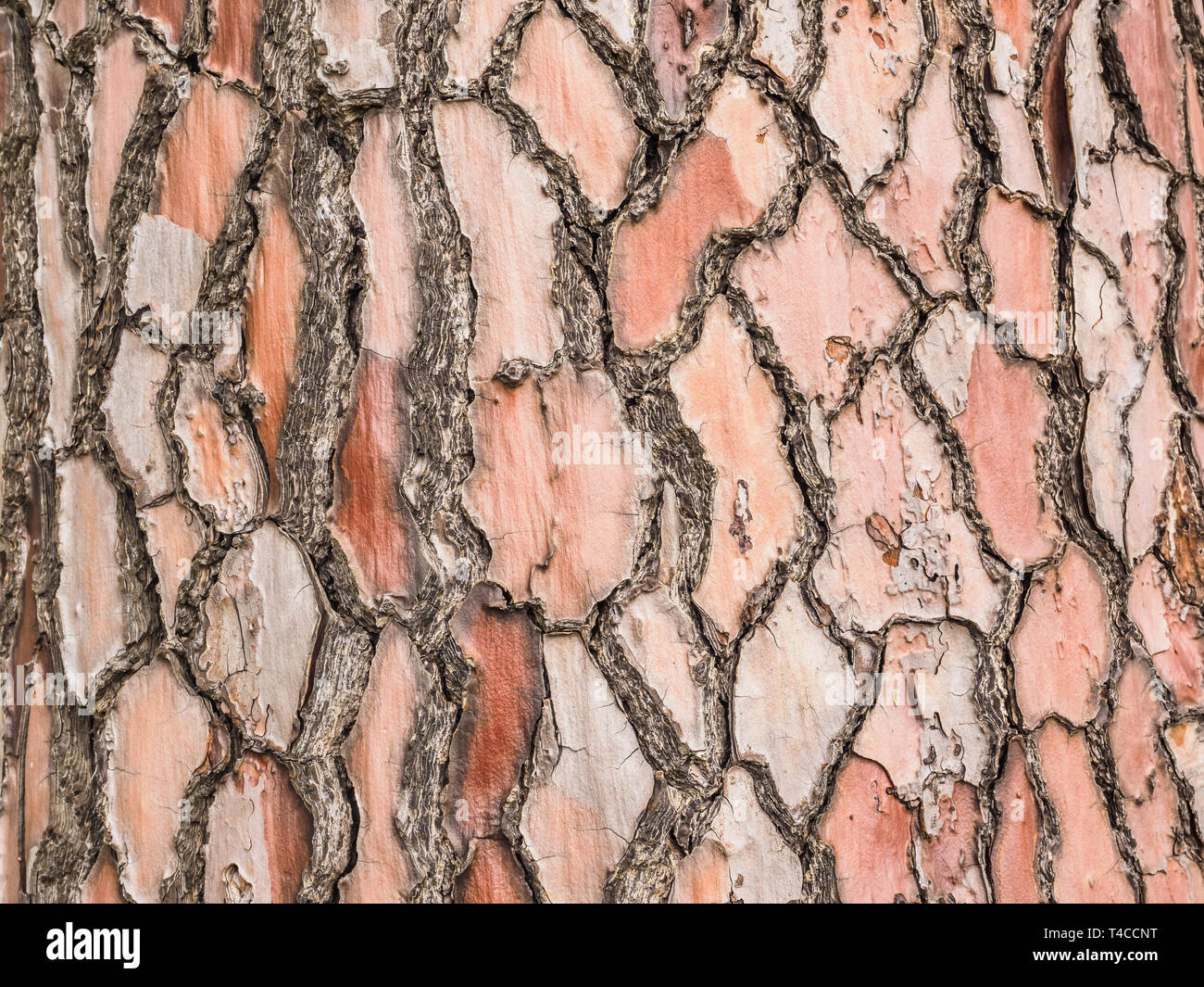 Pine tree bark texture background. Detail of the bark of a pine Stock ...