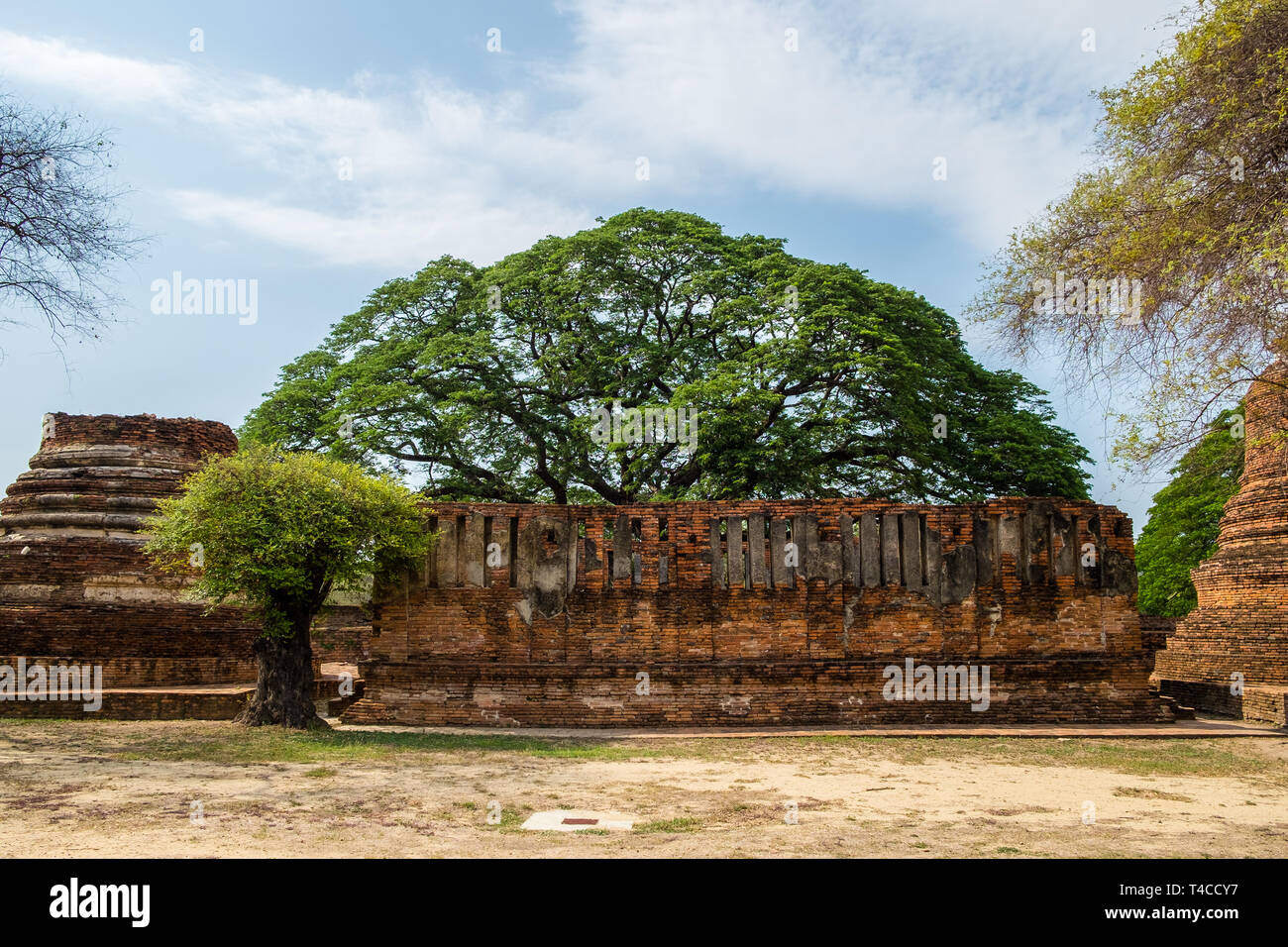 Temple ancient ruins with tree in place of worship famous at ayutthaya ...