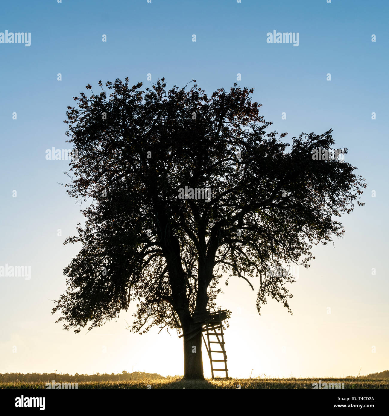 tree in the evening Stock Photo - Alamy