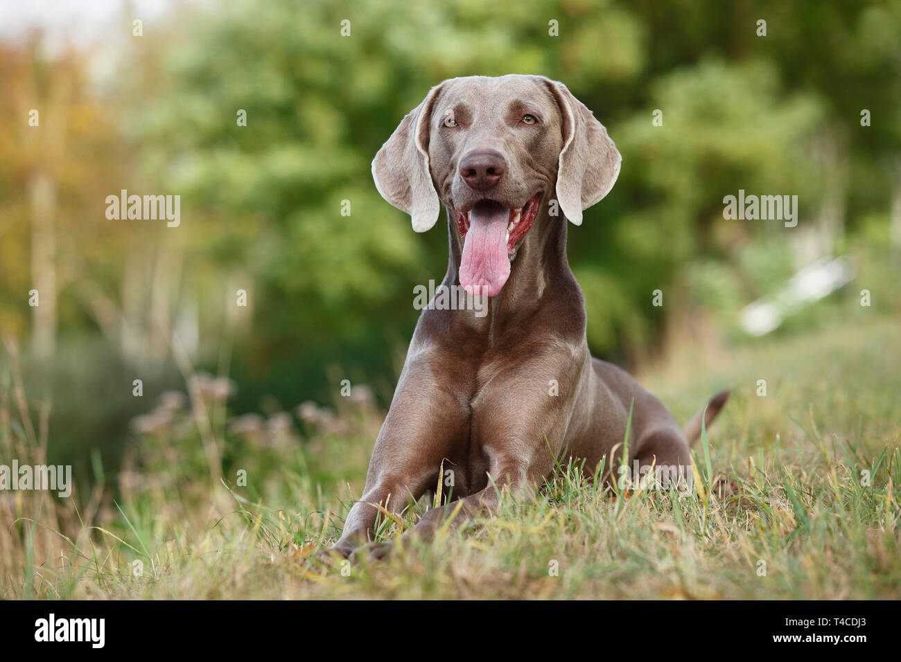 Pointing dogs hi-res stock photography and images - Alamy