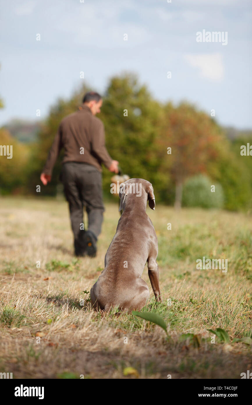 Mature man weimaraner dog hi-res stock photography and images - Alamy