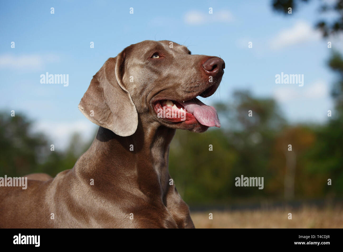 Weimaraner portrait head shot hi-res stock photography and images - Alamy