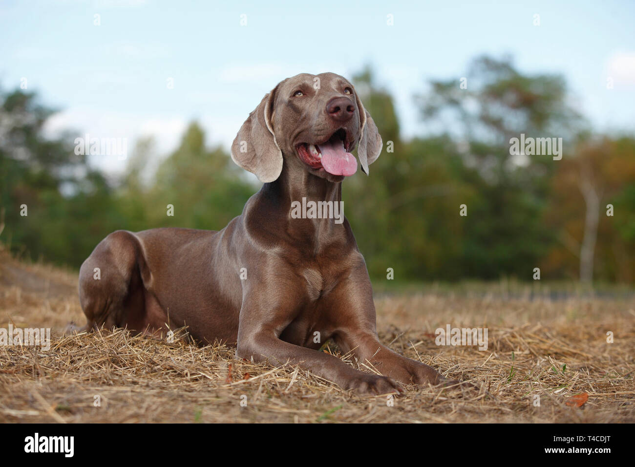 Pointing dogs hi-res stock photography and images - Alamy
