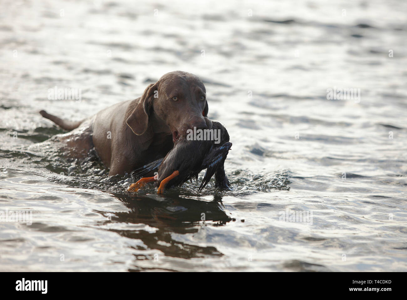 Weimaraner, male, retrieving duck Stock Photo - Alamy