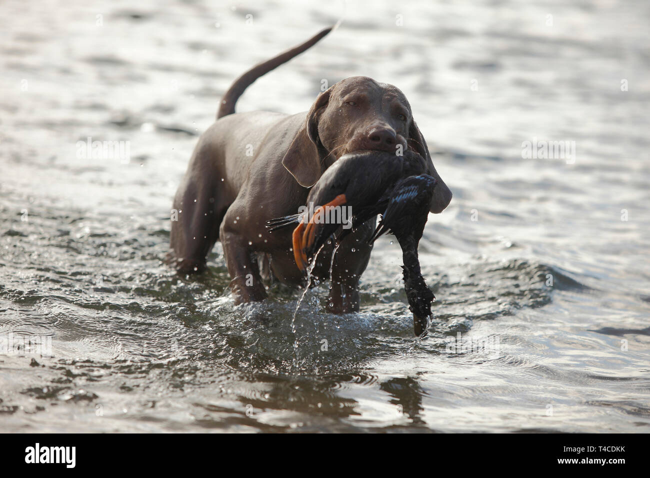 Weimaraner, male, retrieving duck Stock Photo - Alamy