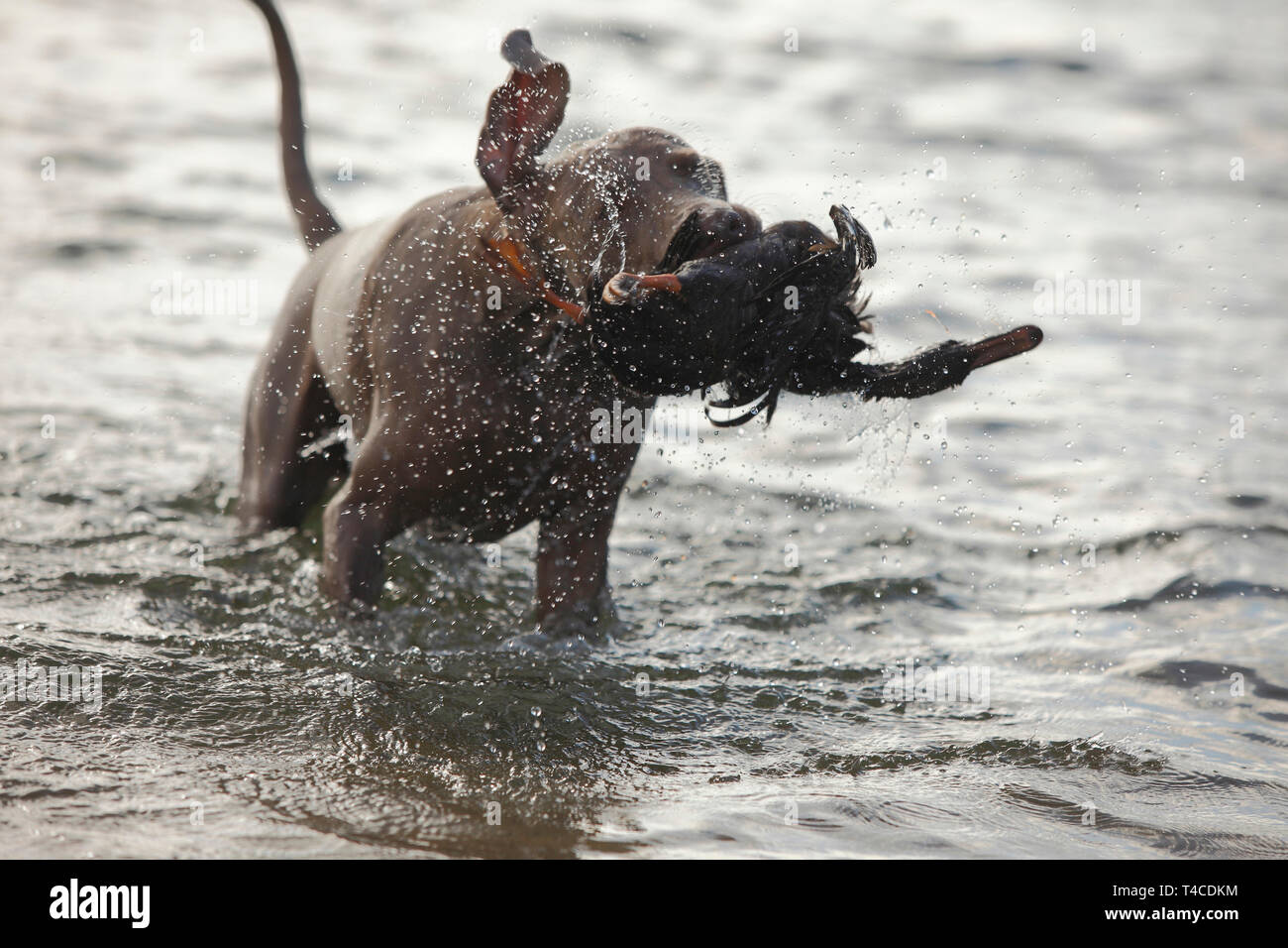 Weimaraner, male, retrieving duck Stock Photo - Alamy