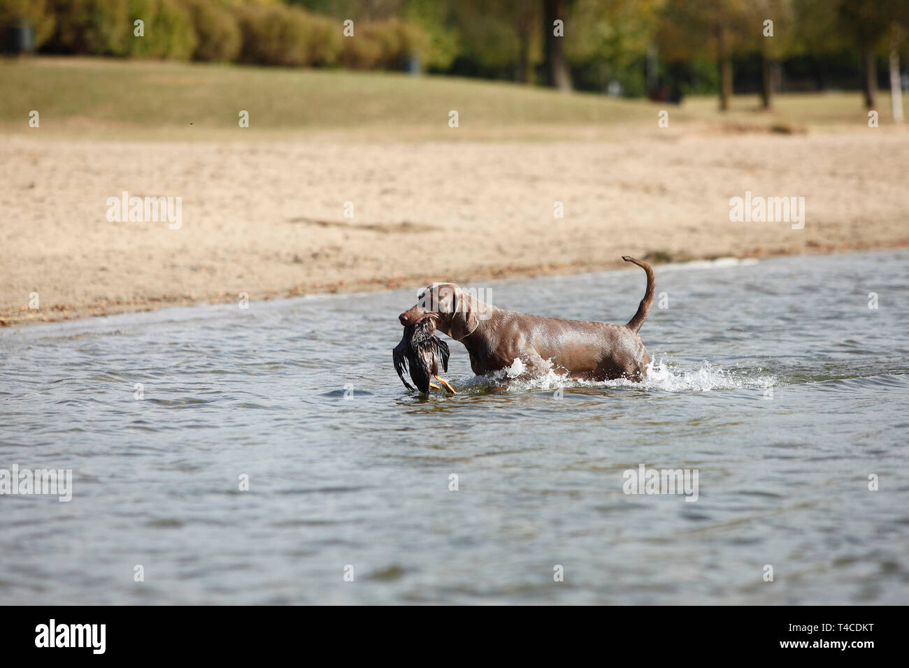 Weimaraner, male, retrieving duck Stock Photo - Alamy