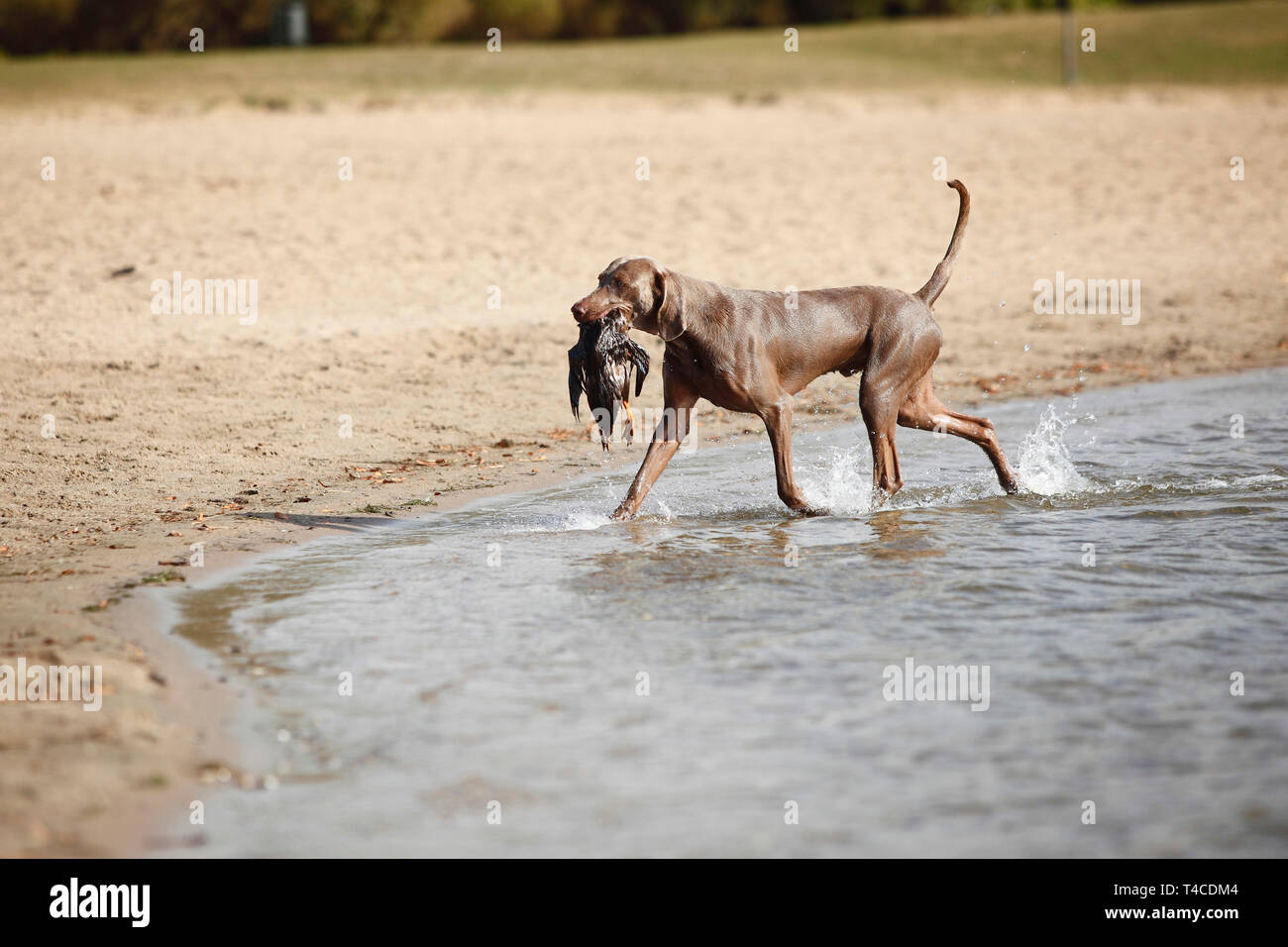 Weimaraner, male, retrieving duck Stock Photo - Alamy