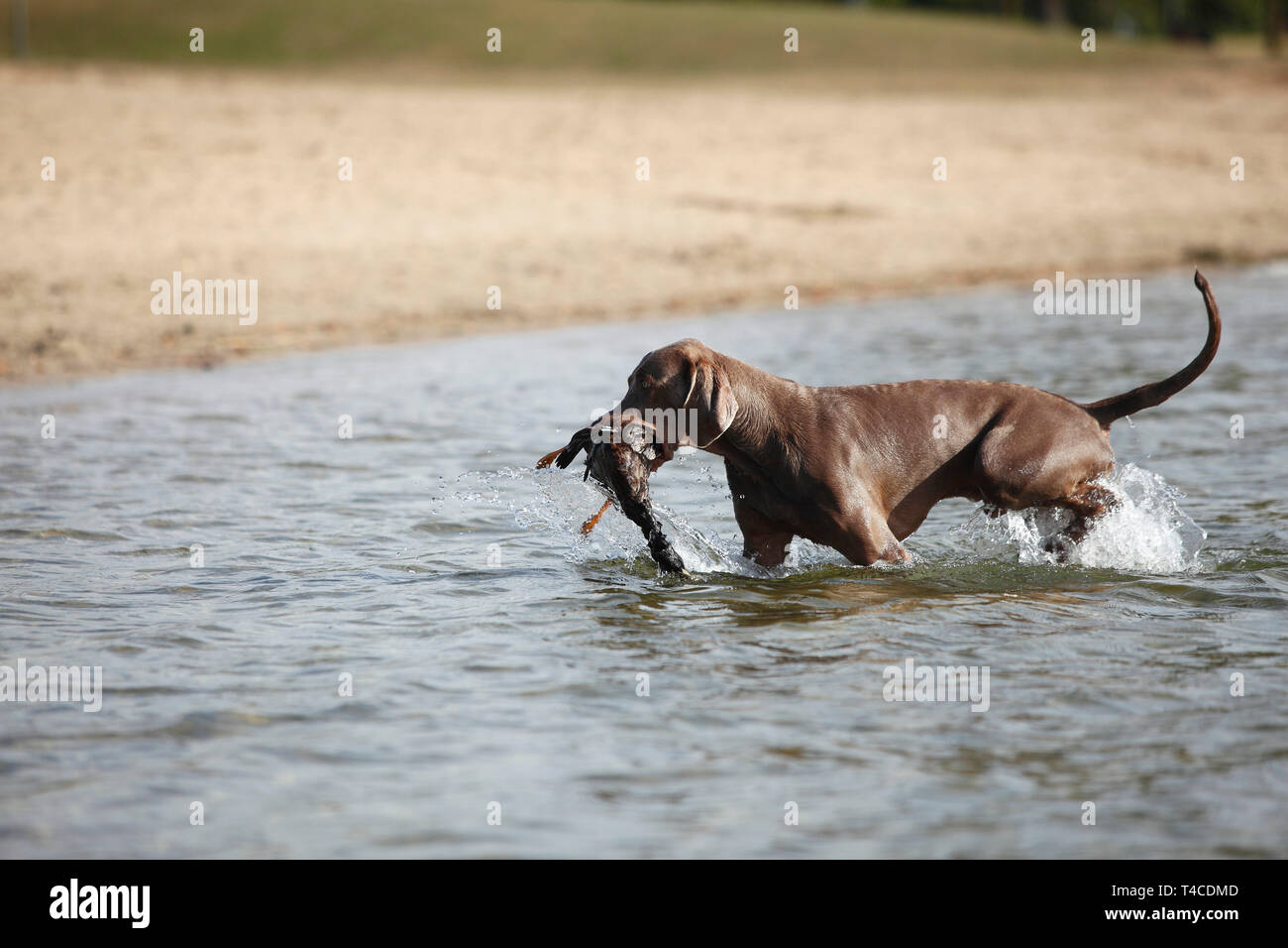 Weimaraner, male, retrieving duck Stock Photo - Alamy