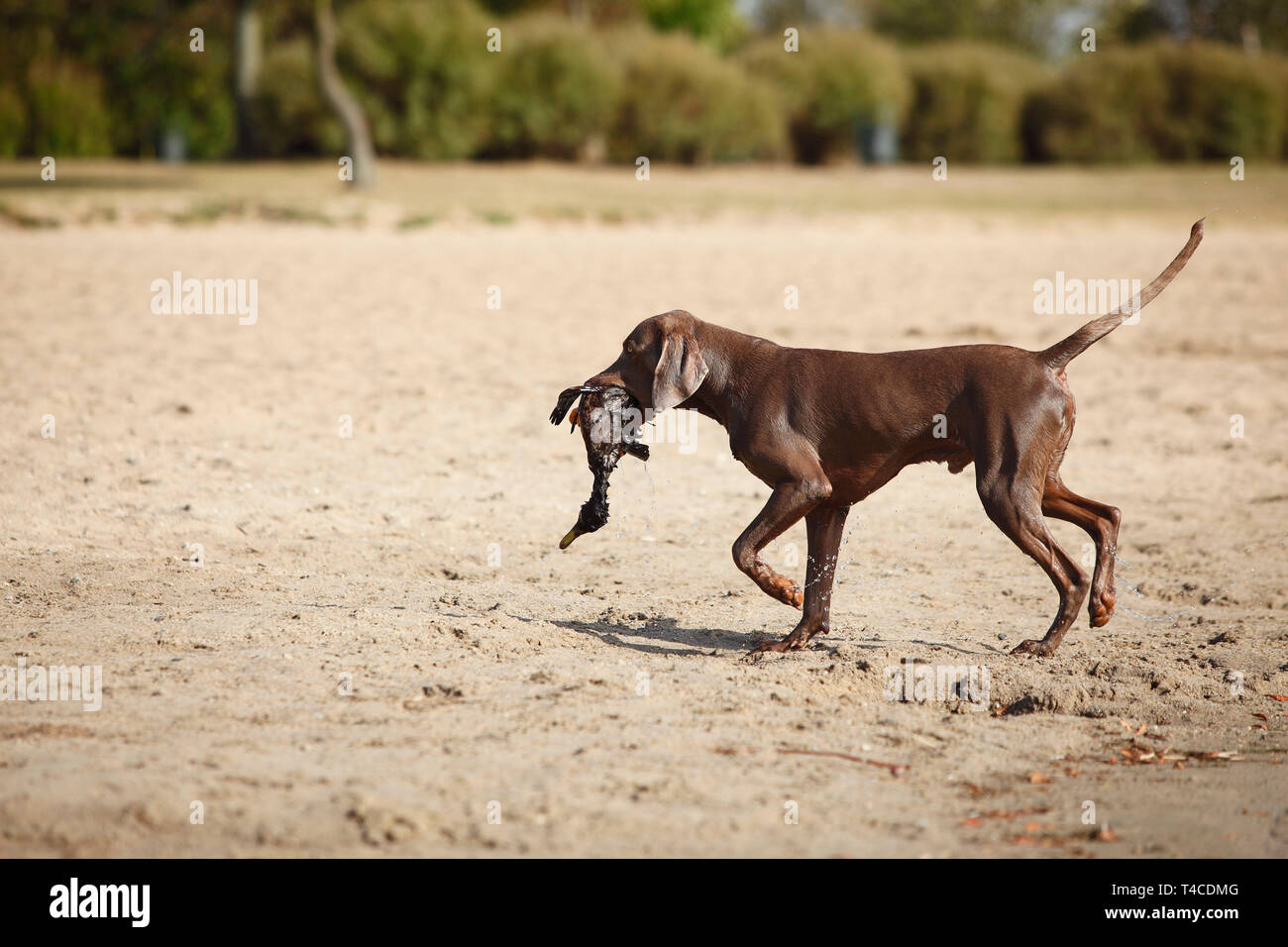 Weimaraner, male, retrieving duck Stock Photo - Alamy