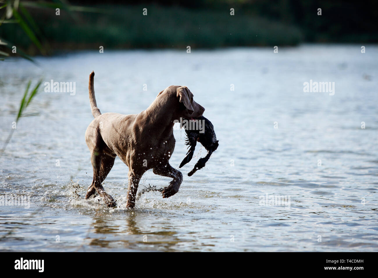 Weimaraner, male, retrieving duck Stock Photo - Alamy