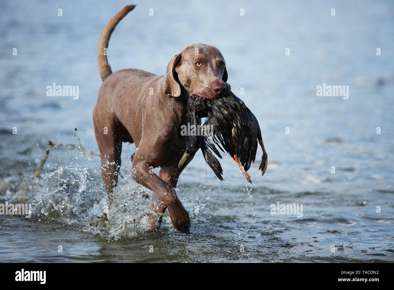 Weimaraner, male, retrieving duck Stock Photo - Alamy