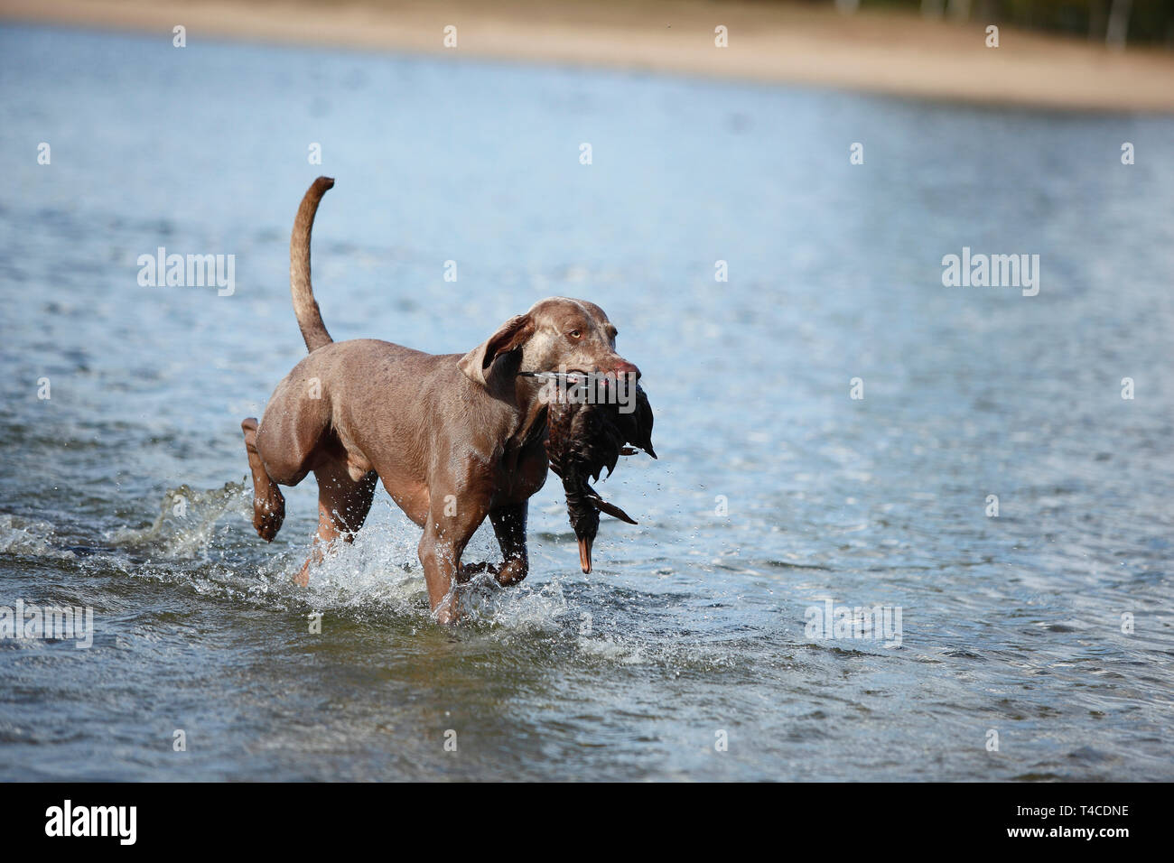 Weimaraner, male, retrieving duck Stock Photo - Alamy