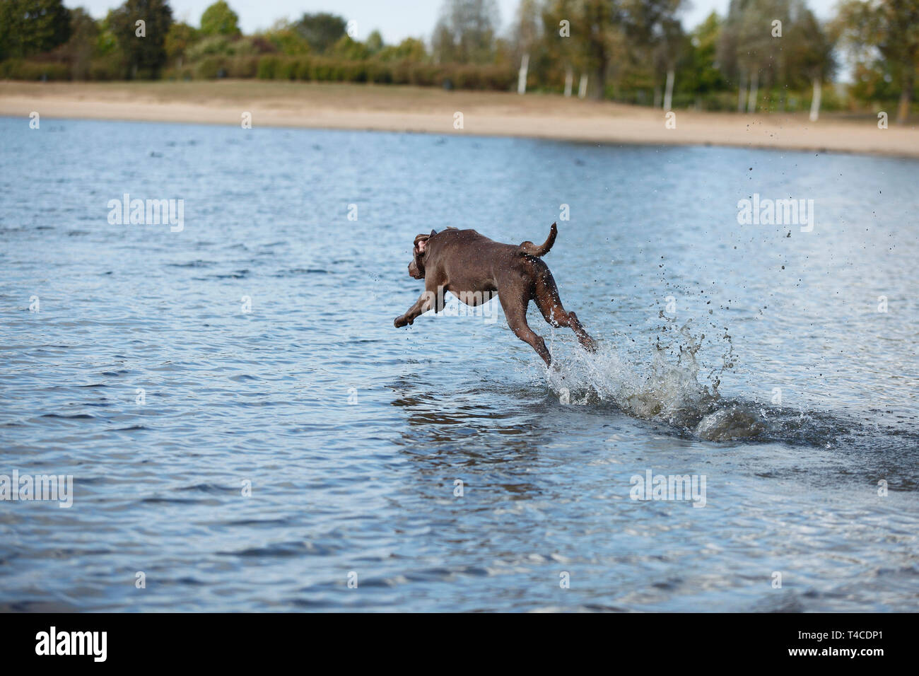 Weimaraner and running hi-res stock photography and images - Alamy