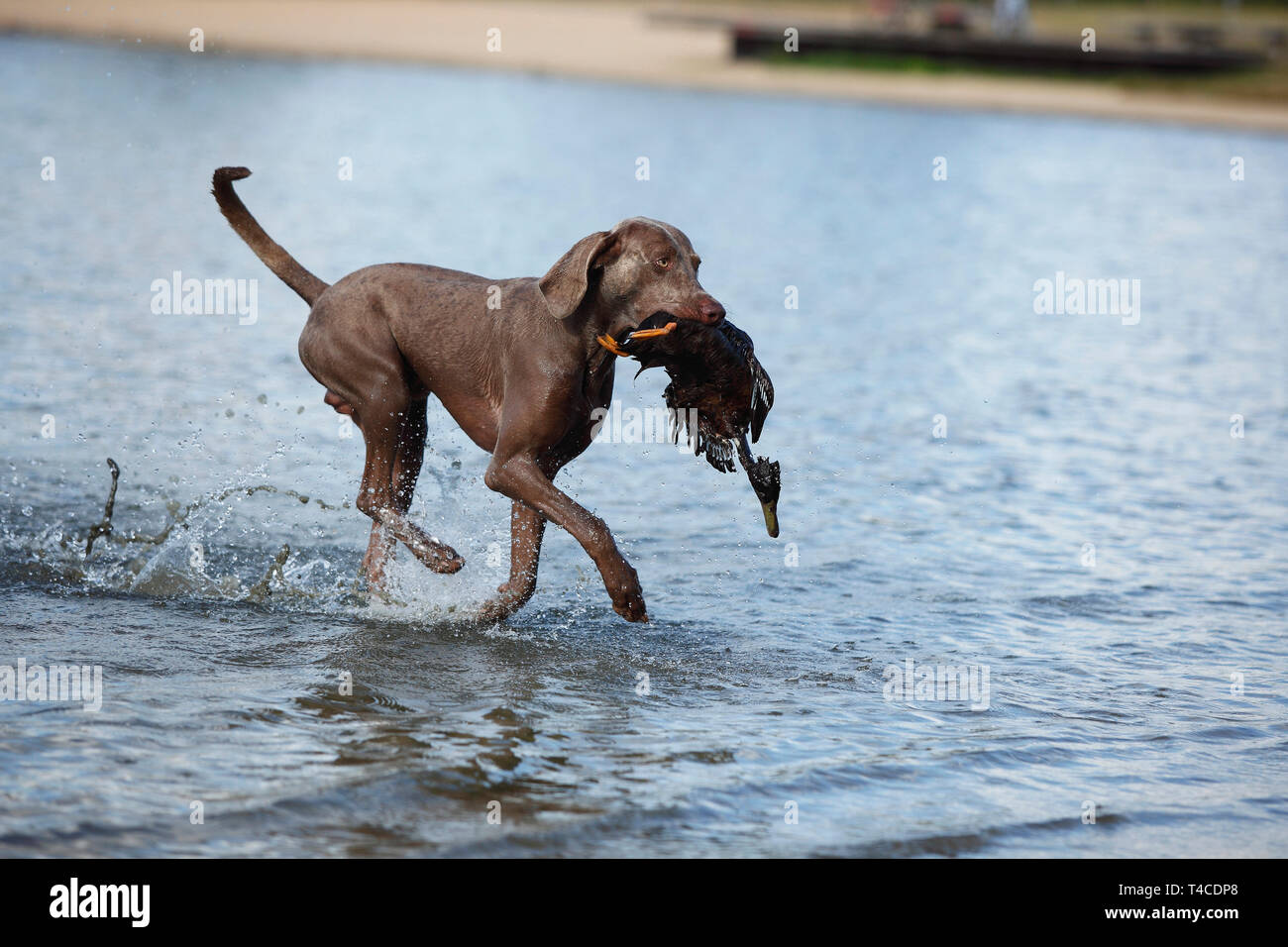 Adult retrieving dogs hi-res stock photography and images - Alamy