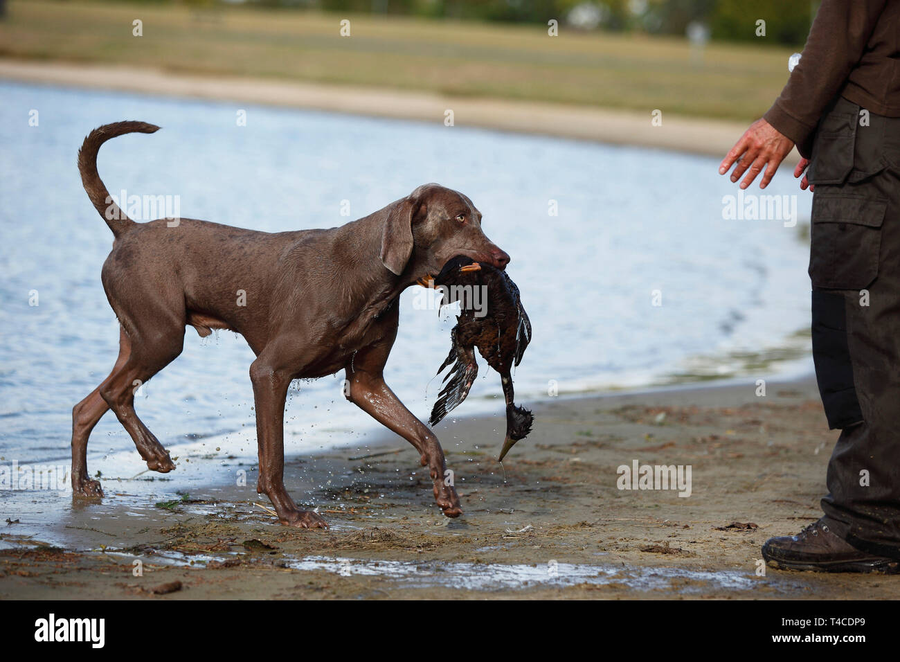 Weimaraner, male, retrieving duck Stock Photo - Alamy