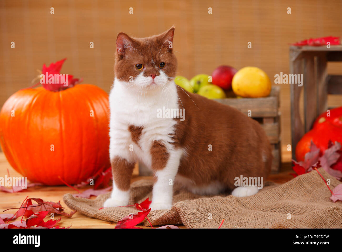 White tomcat hi-res stock photography and images - Alamy
