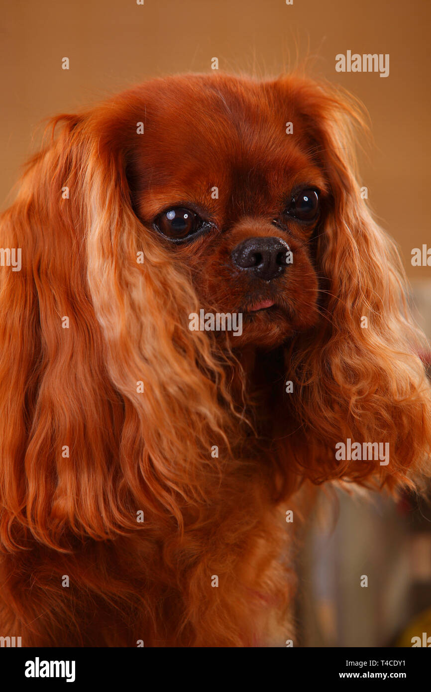 Cavalier King Charles Spaniel, ruby, 8 years old Stock Photo - Alamy