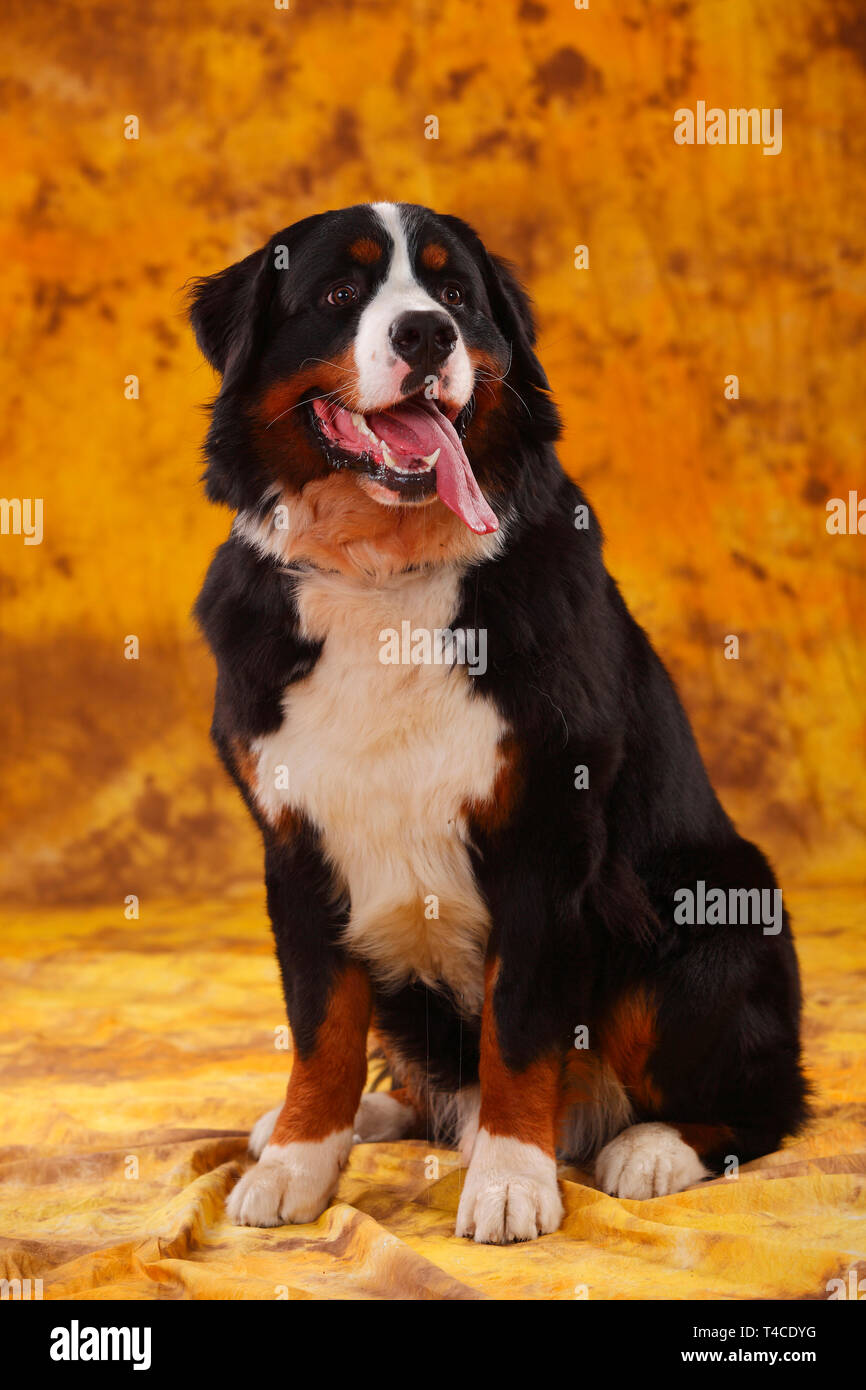 Bernese mountain dogs hi-res stock photography and images - Alamy