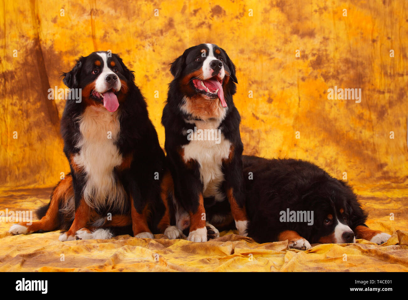 Bernese Mountain Dog, males Stock Photo - Alamy
