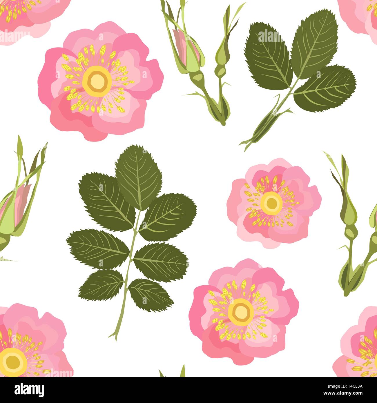 Briar seamless pattern on white background. Vector illustration of hip ...