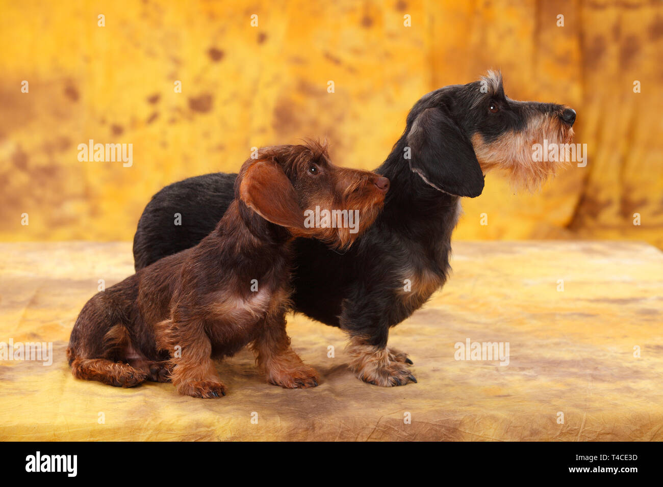 Miniature Wirehaired Dachshund with puppy Stock Photo - Alamy