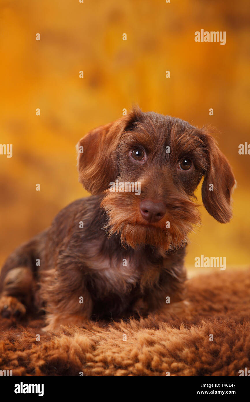Miniature Wirehaired Dachshund, puppy, 5 months Stock Photo - Alamy