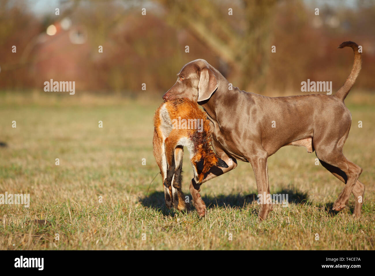 Red dog germany hunter hi-res stock photography and images - Alamy