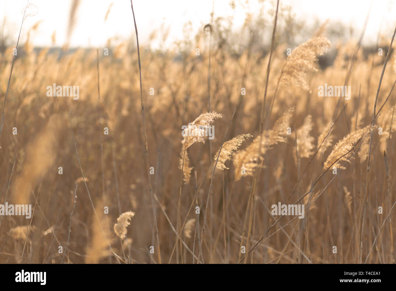 soft focus of reeds stalks blowing in the wind at golden sunset light ...