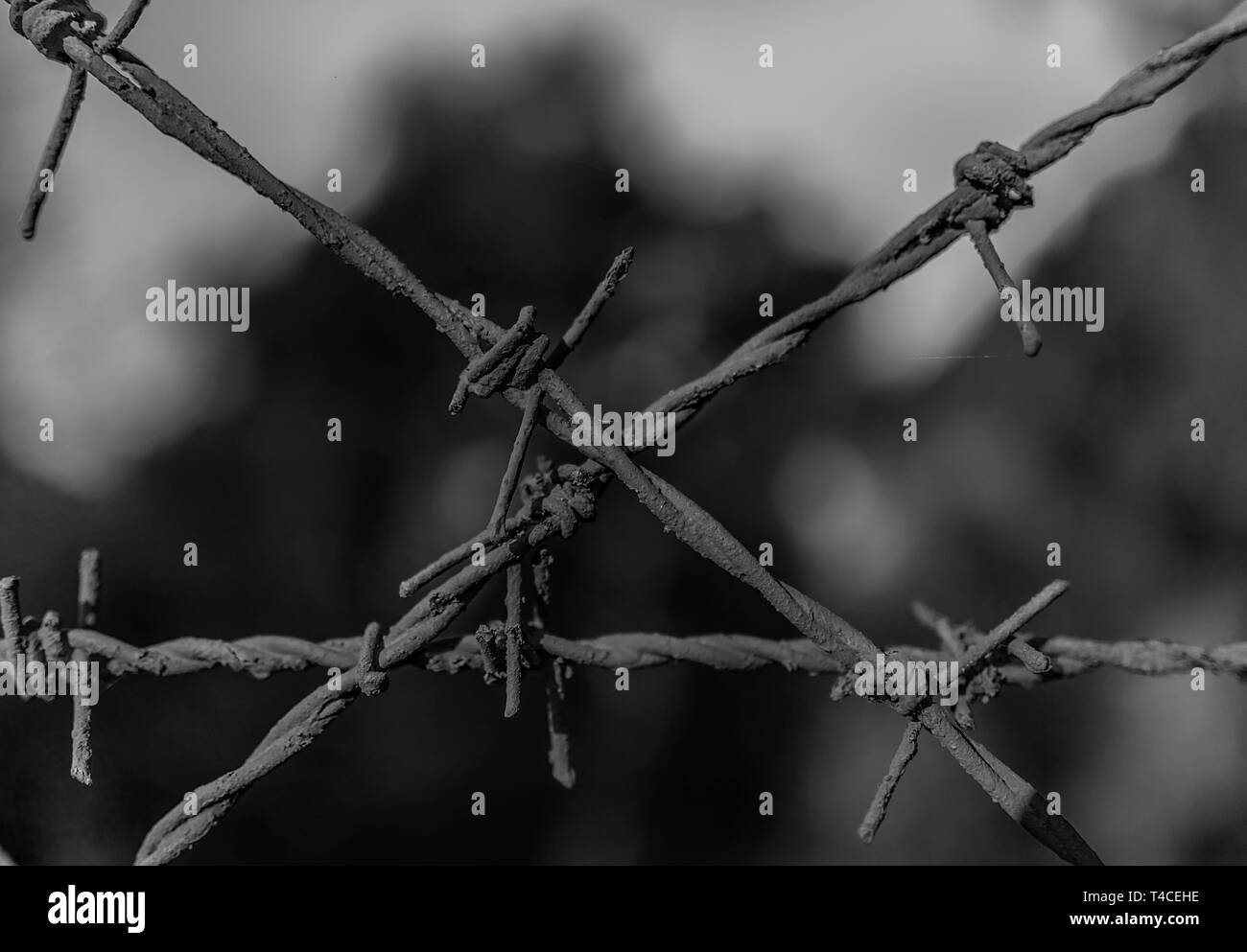 Barbed wire knot hi-res stock photography and images - Alamy