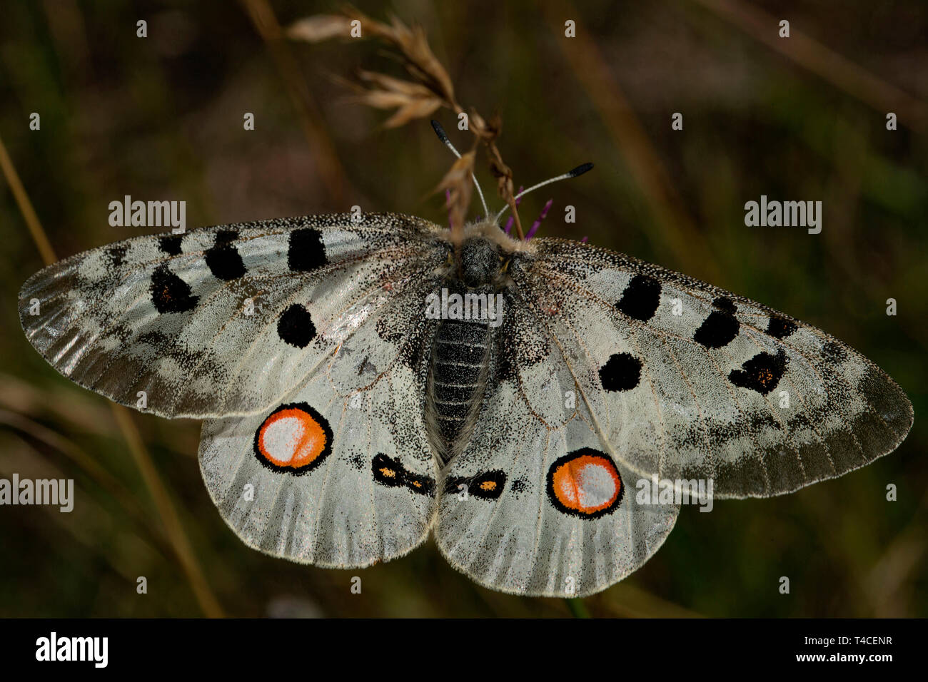 apollo, (Parnassius apollo Stock Photo - Alamy